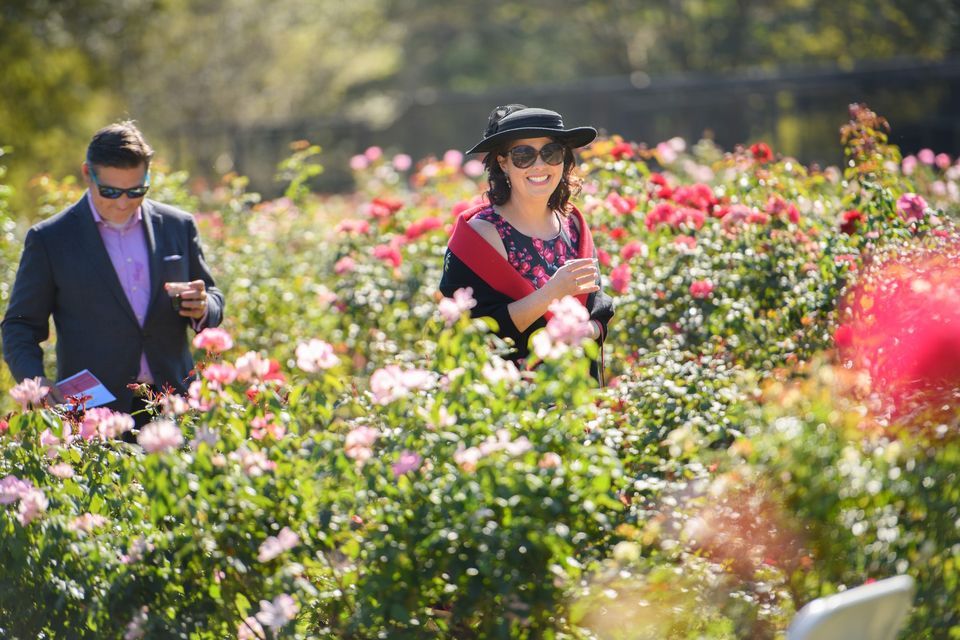 Wine & Roses Rambler at LSU AgCenter Botanic Gardens, Baton Rouge on ...