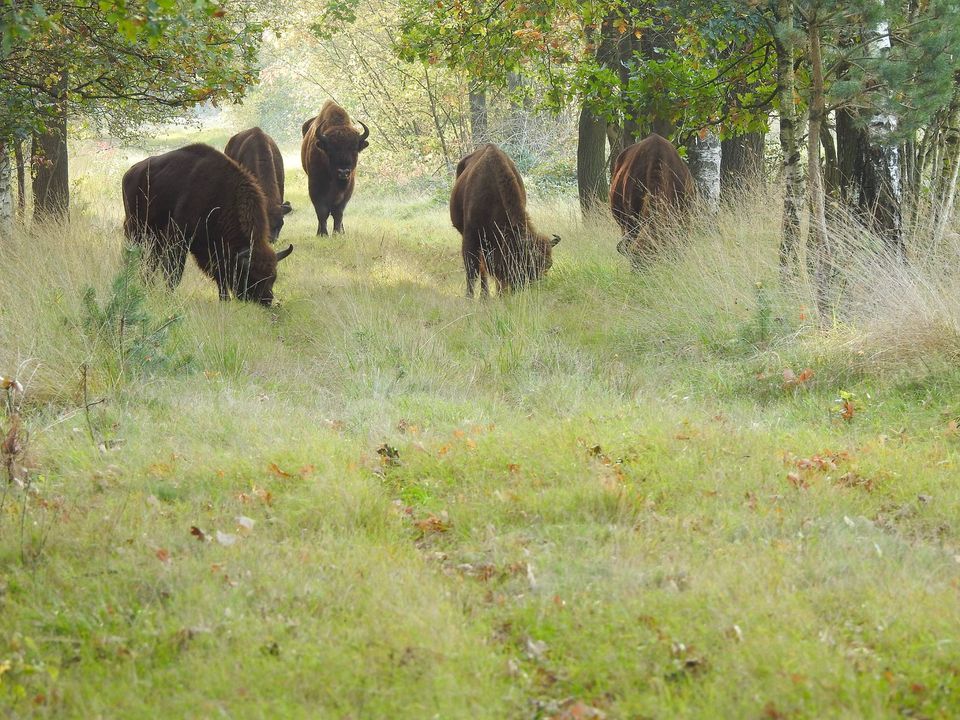 Wisentexcursie Natuurcentrum de Maashorst at Natuurcentrum De Maashorst ...