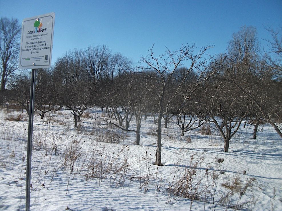 Wassail Toast to the Trees and Apple Tree Pruning Workshop at Highbury ...