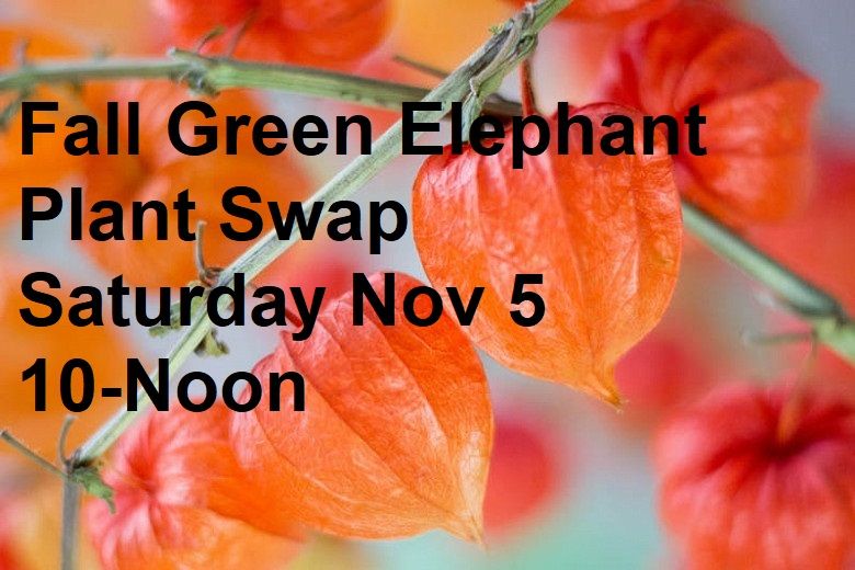 Fall Green Elephant Plant Swap | Church of The Holy Cross Episcopal ...