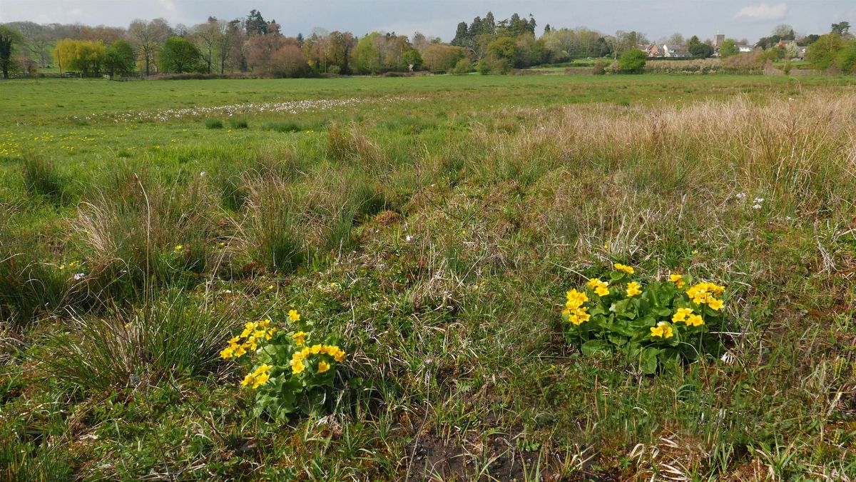 Roving Volunteer Group - Ail Meadows at Wessington Wood & Pasture ...