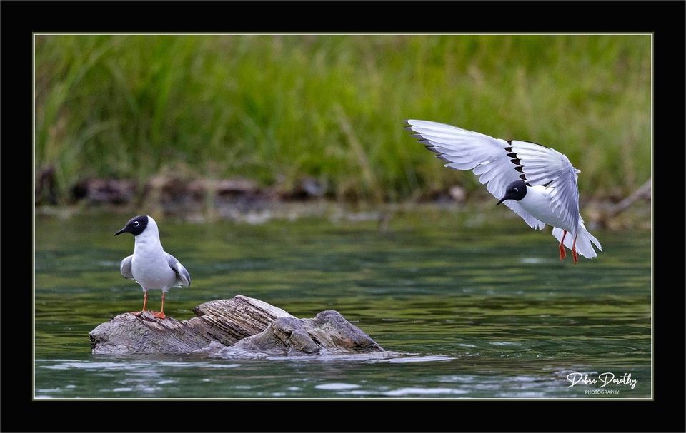 10 Tips to better bird photography Debra Dorothy at Redlands Camera ...