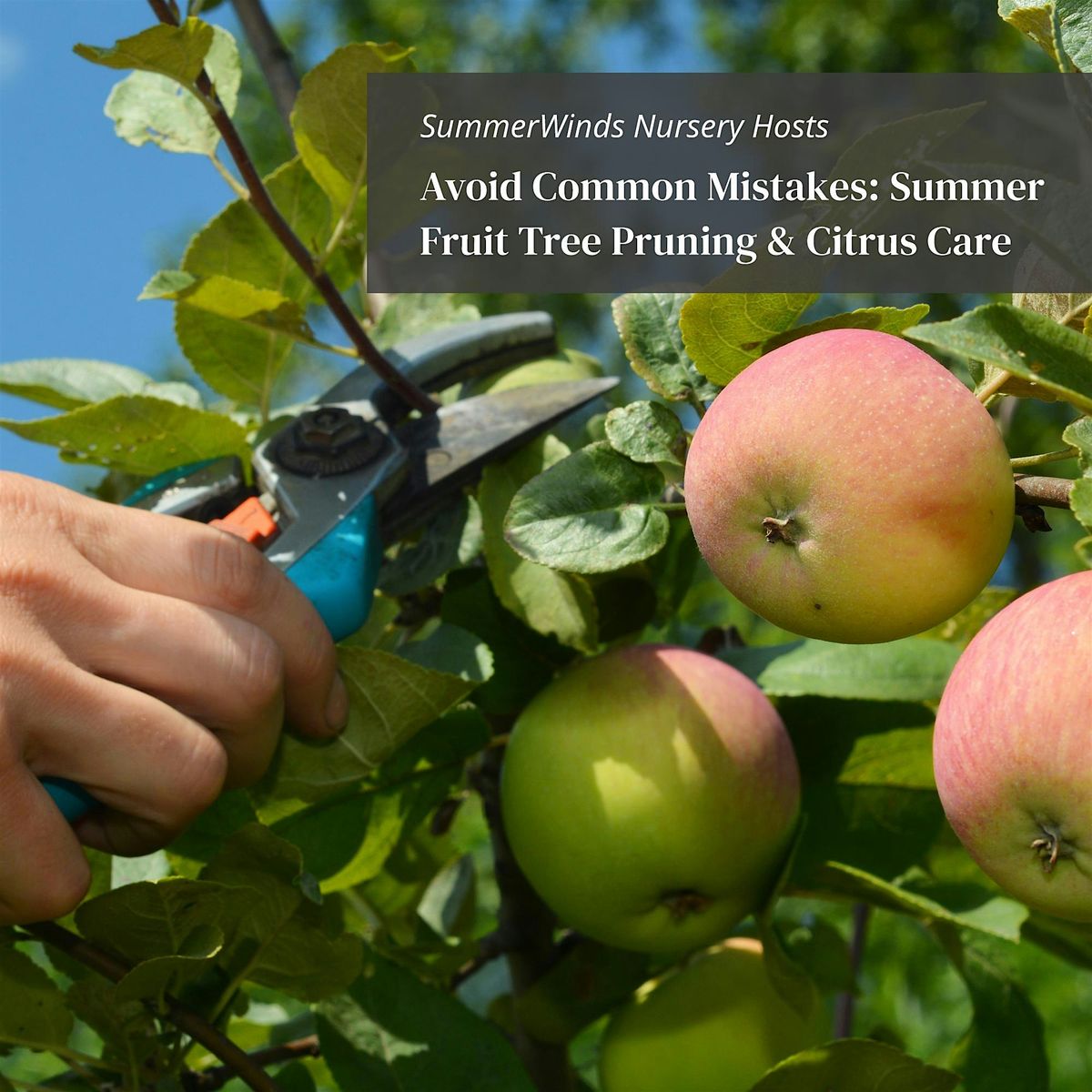 Avoid Common Mistakes: Summer Fruit Tree Pruning & Citrus Care ...