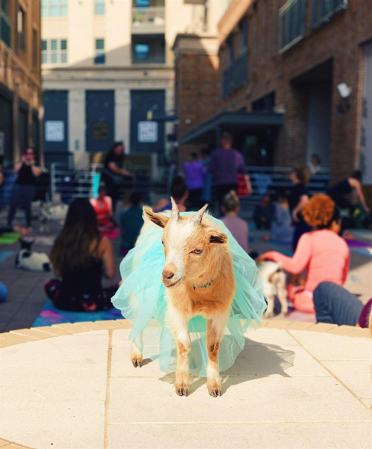 Goat Yoga @ Voodoo Brewing Co! at Voodoo Brewing Co. - Plano on 29th ...
