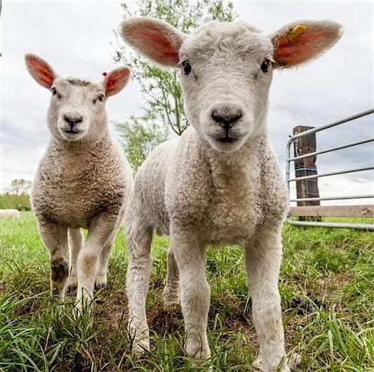 25th Annual Gathering & Private Treaty Sale | Union Co Fairgrounds, New Albany, MS | May 30 to ...