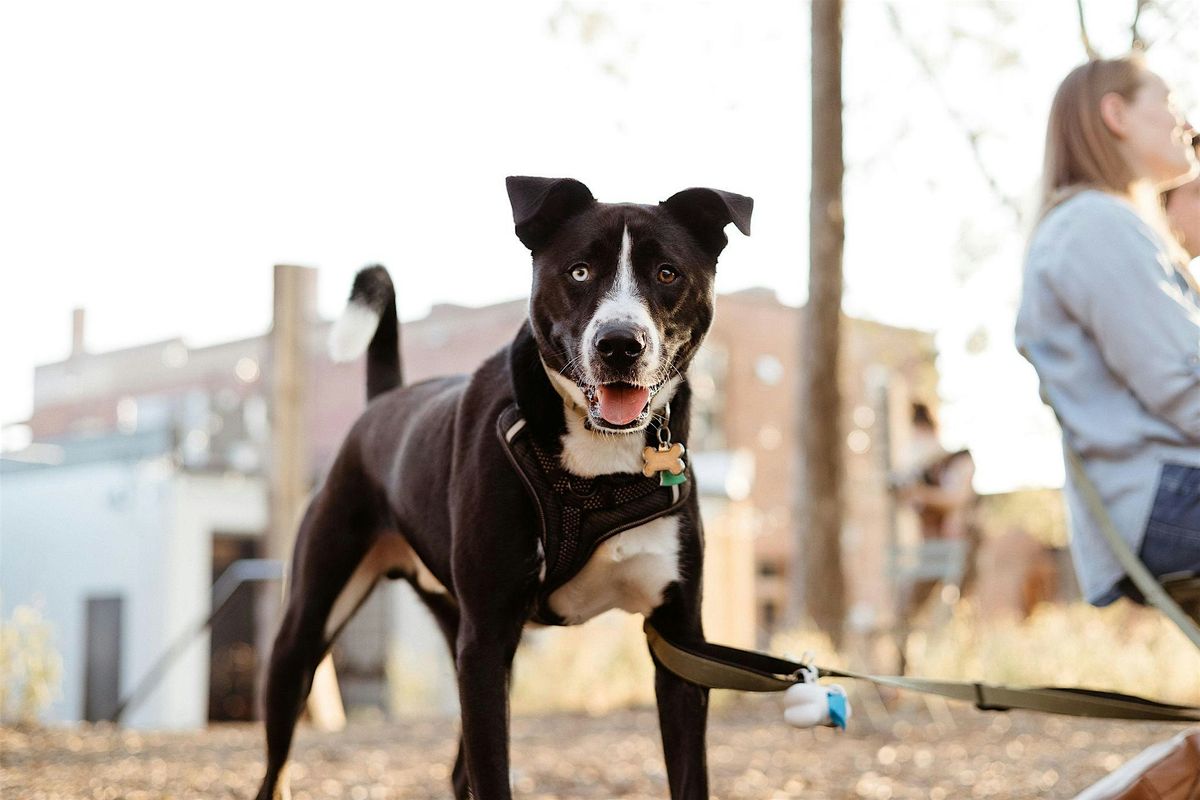 Pizza, Pups, and Pints | Frog Rock Brewing Company, Austell, GA | April 5, 2025