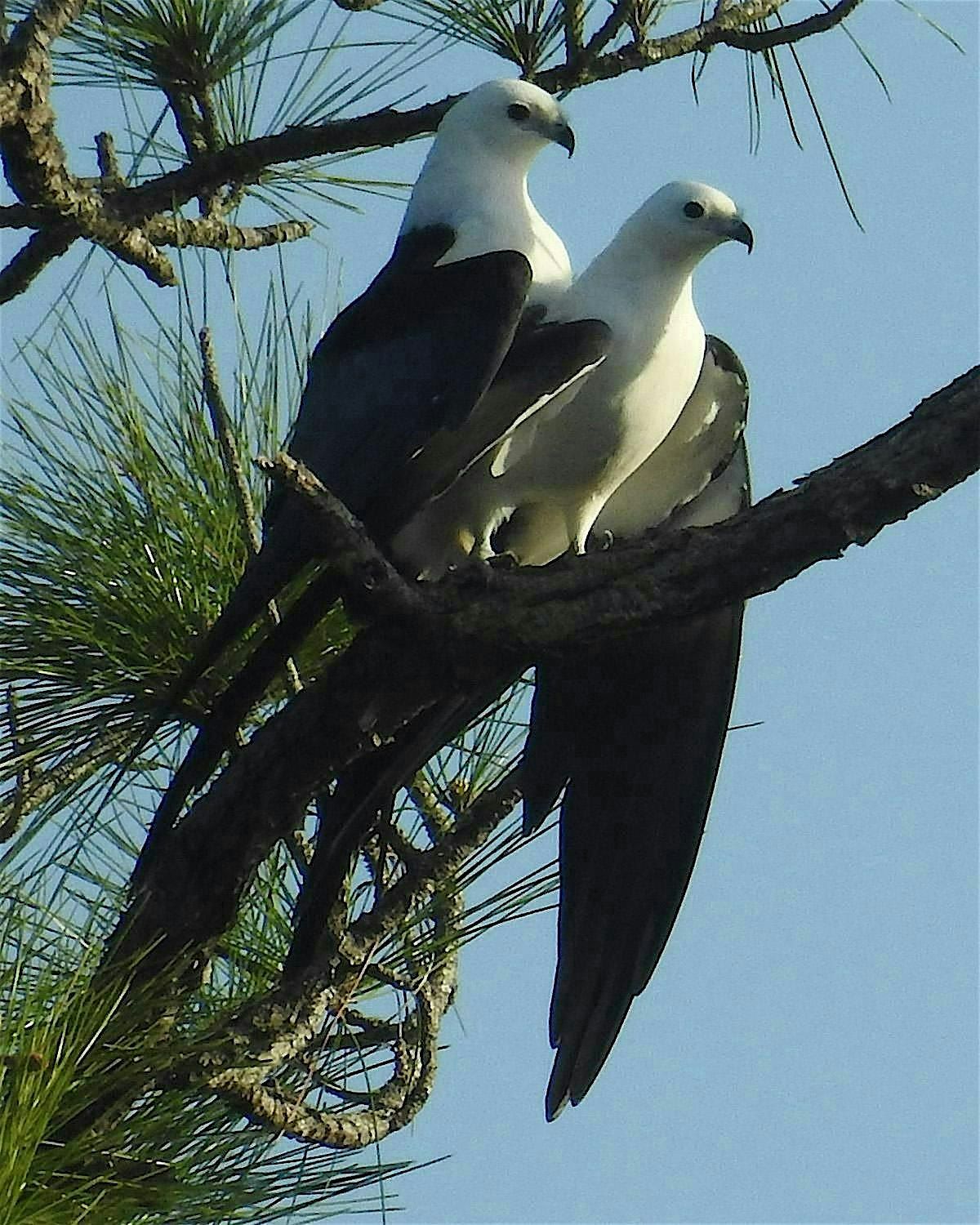Guided Birding Walk: Swallow-Tailed Kites at CREW Marsh Trails ...