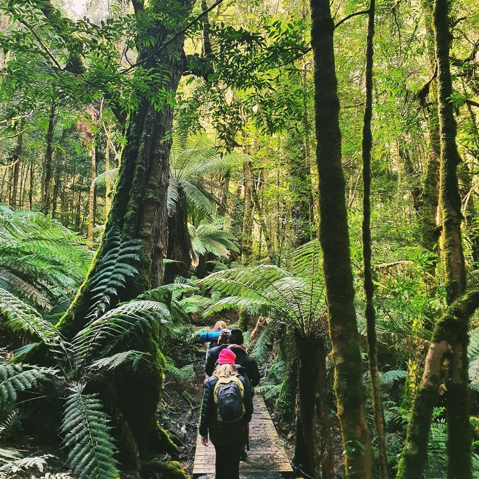 Sound Medicine Hike - The Ada Tree | Ada Tree, Warragul, VI | April 16 ...