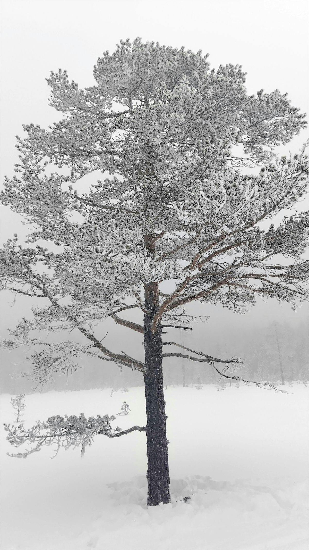 Winter Tree Identification at Mauldsheugh Wood Community Wildlife ...