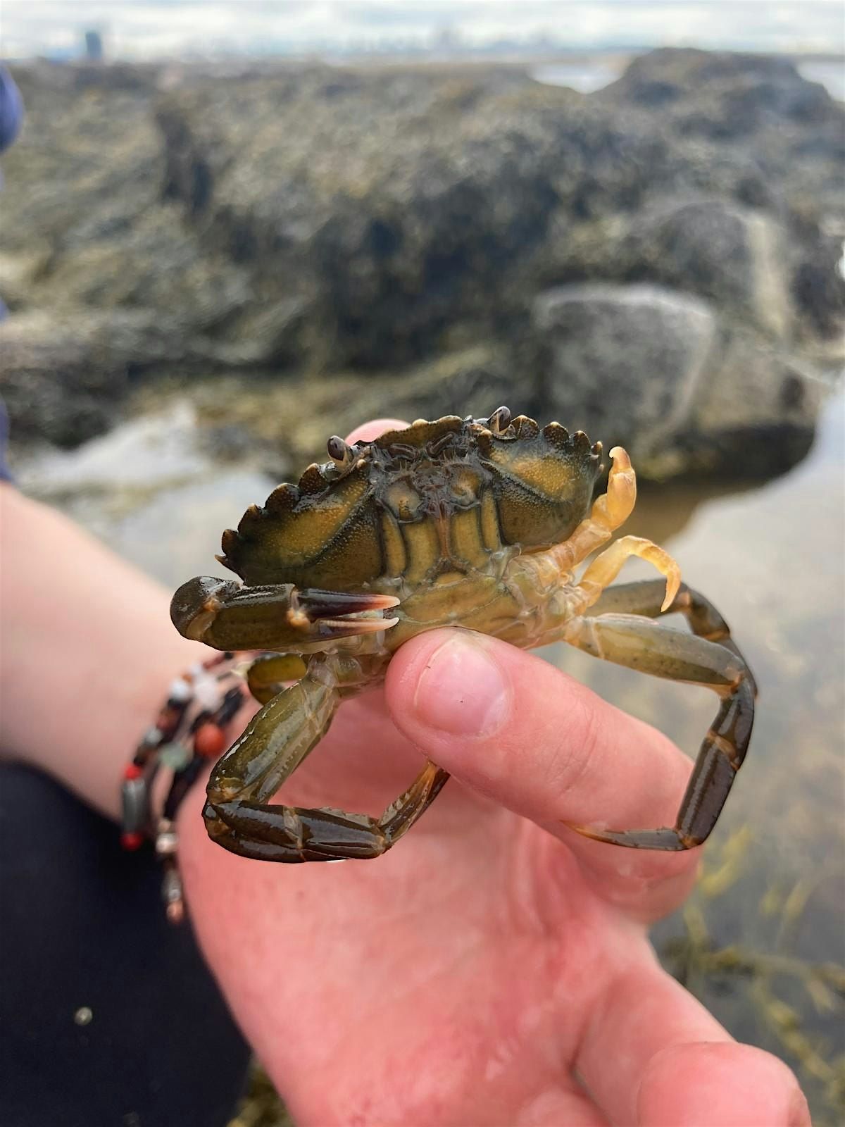 Coastal Discovery Beachcombing at Greyhope Bay Centre, Aberdeen on 12th ...