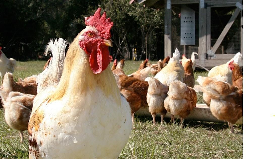 Introduction to Farm Poultry at Nassau County Extension Office ...
