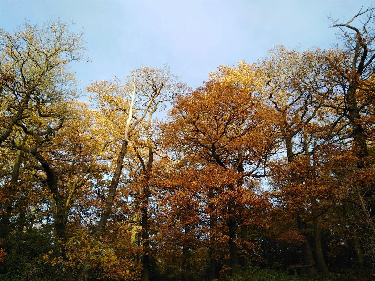 Learn how to Coppice at Hartshill Hayes Country Park. at Hartshill ...