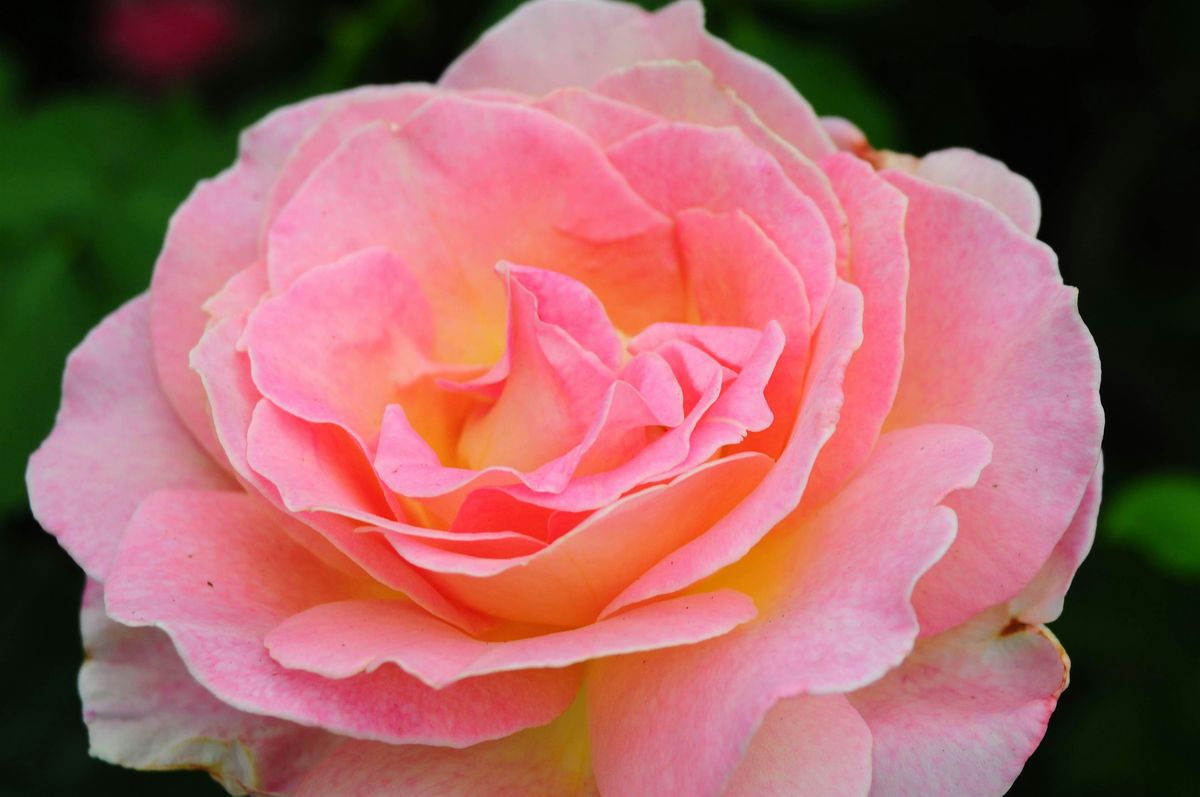 Rose Society Class at Schmidt's Farm & Greenhouse, West Jordan on 5th ...