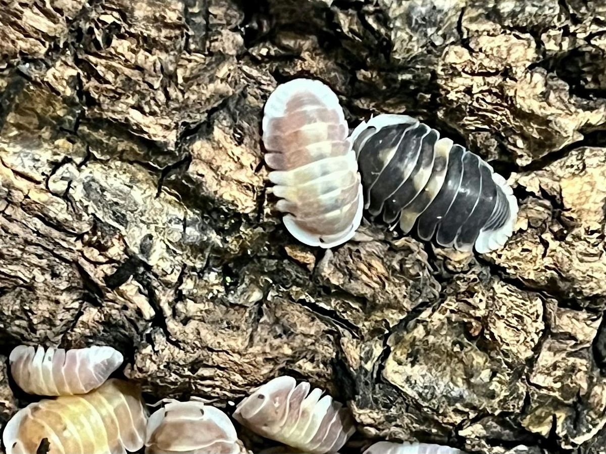 Isopod Breeding and Ecosystem Workshop by A Good Place at A Good PLACE ...