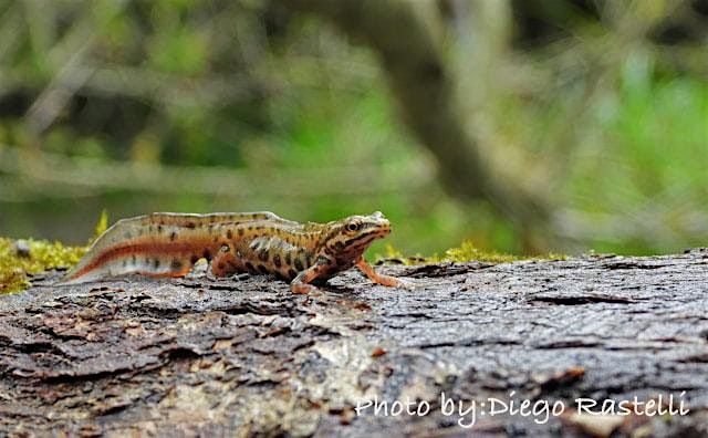 Newt Party! Learn about newts and make your own newt from recycled ...