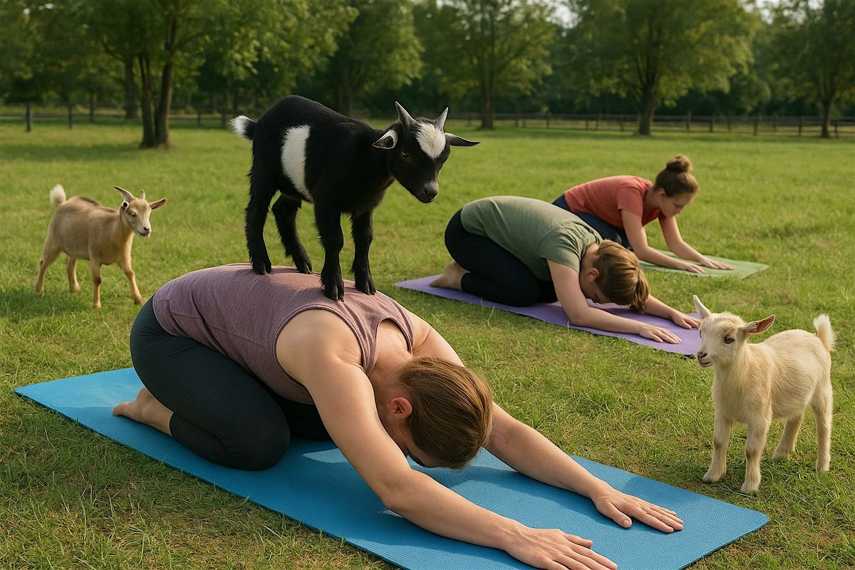 Goat Yoga Class in Mars Hill at 352 Northern Orchard Dr, Mars Hill on ...
