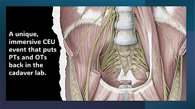 Pelvic Floor Cadaver Anatomy: In-Depth Cadaver Exploration | Pelvic ...