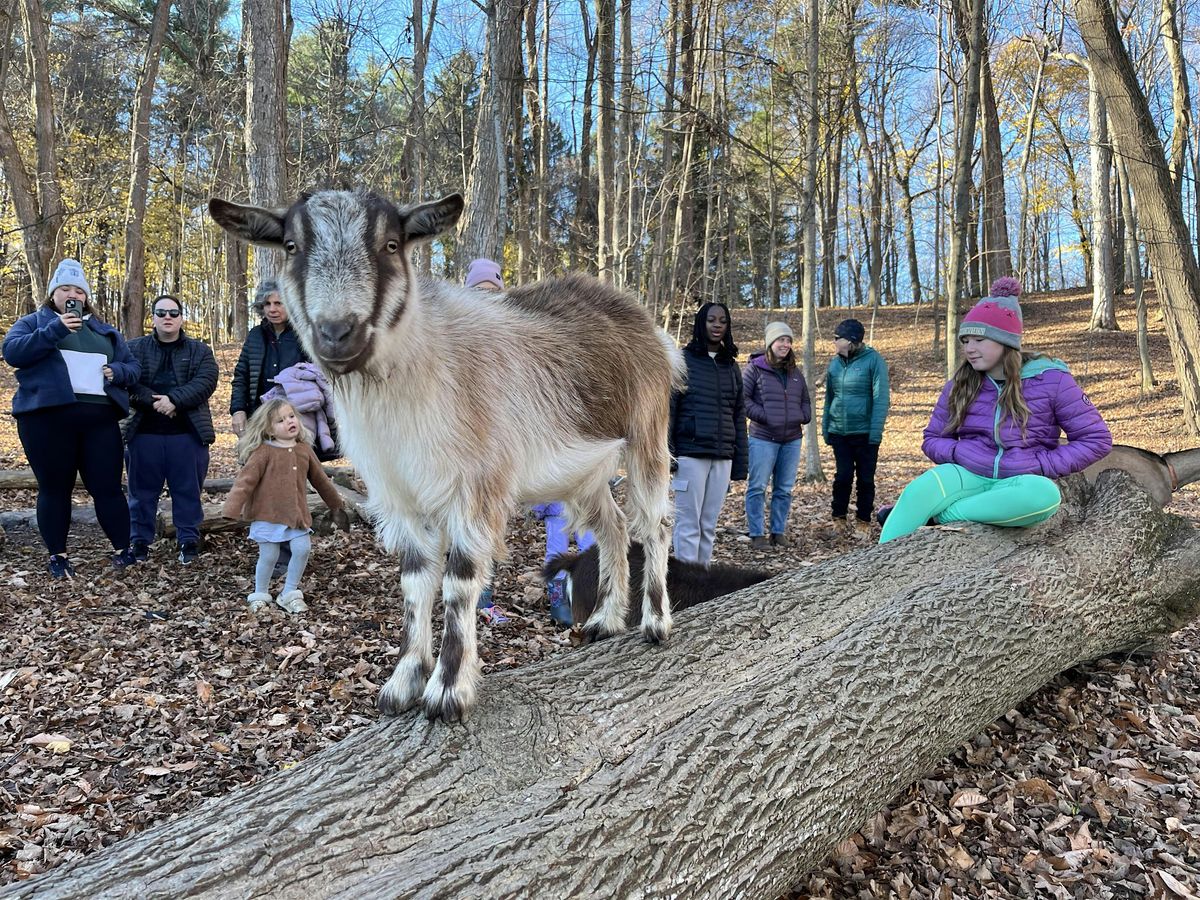 Goat Hike at Farm Barn, Shelburne Farms on 24th November, 2025