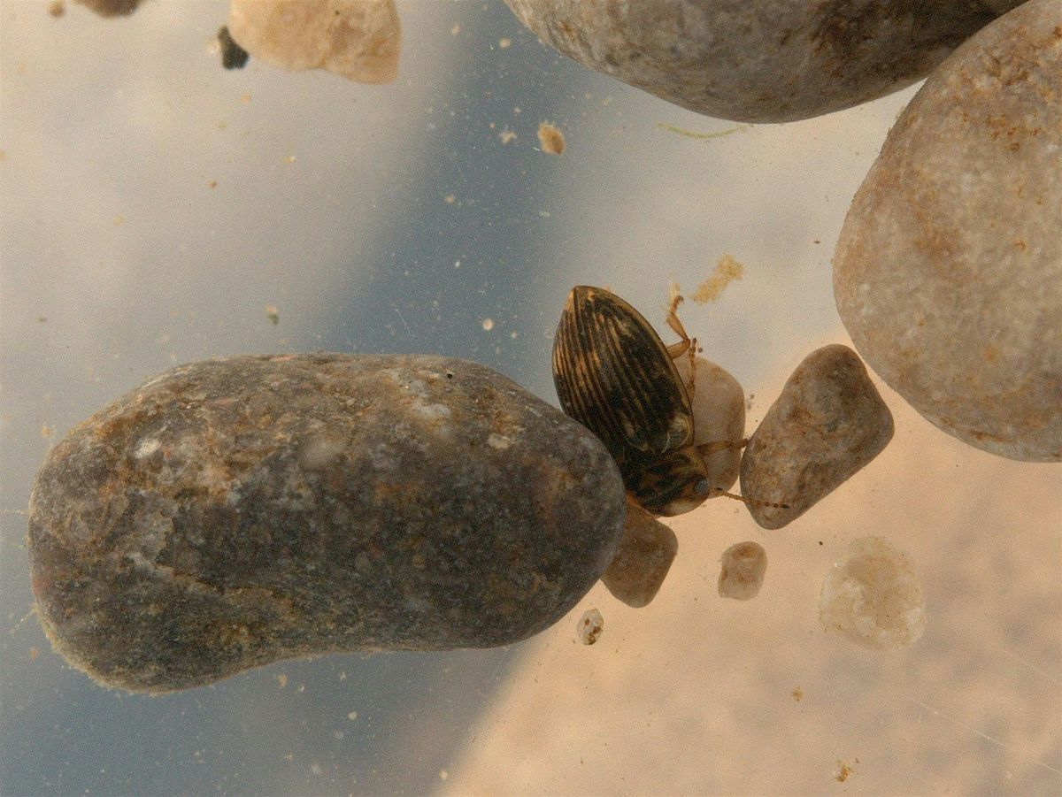2 day Introduction to Water Beetles with Kevin Rowley and Henry Stanier ...