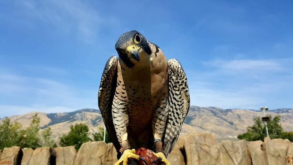 Kids Camp - Raptor Researcher - Part 1 at 9077 Dallas Dr, Kamloops, BC ...