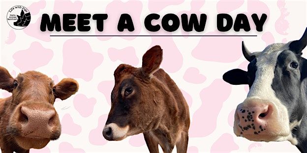 Meet a Cow Day | Life with Pigs Farm Animal Sanctuary, Williamsburg, VA ...