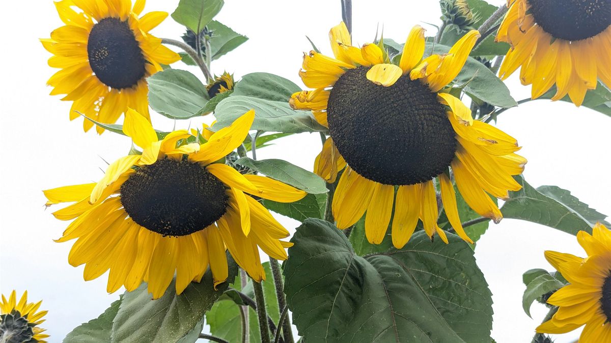 SUMMER Stained Glass Suncatchers @ Glass Visions in Springfield MA | 81 ...