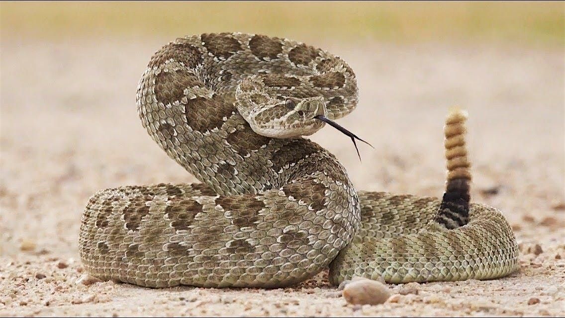 Prairie Rattlesnakes: Guardians of the Grasslands at Unitarian ...