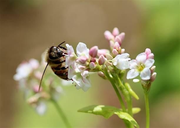 Farm Tour: Bee Cover Crops at Village Family Farms, Cleveland on 20th ...