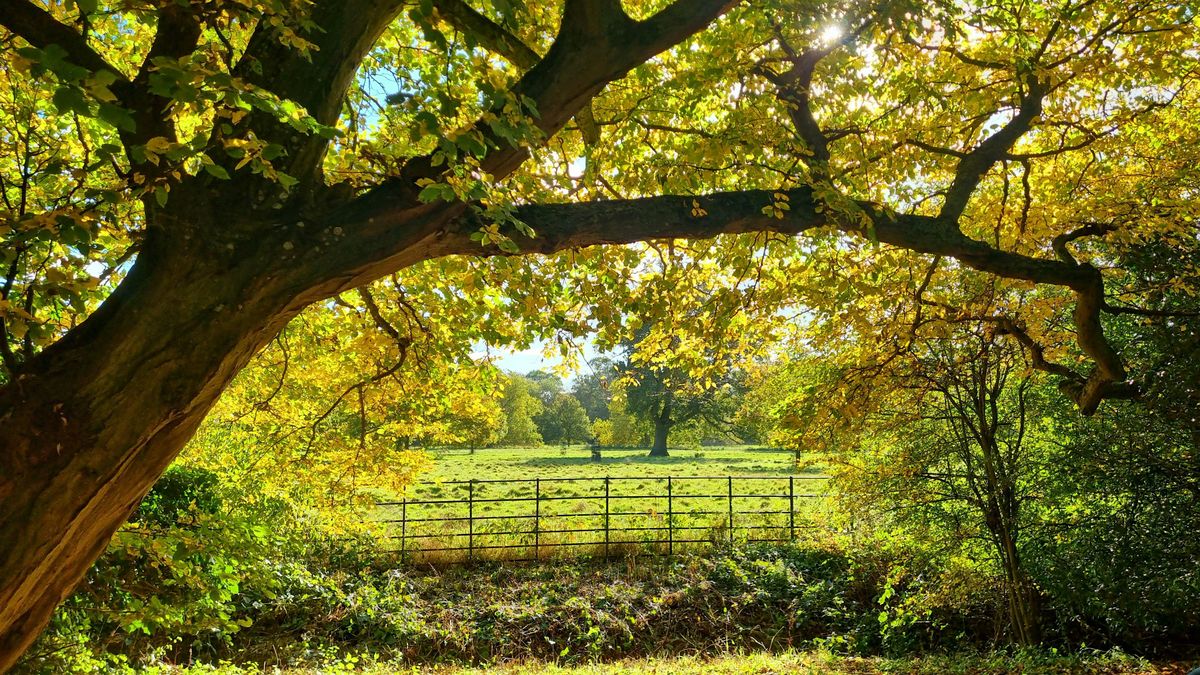 Free Forest Bathing + Session: nature based mindfulness to deeply relax ...