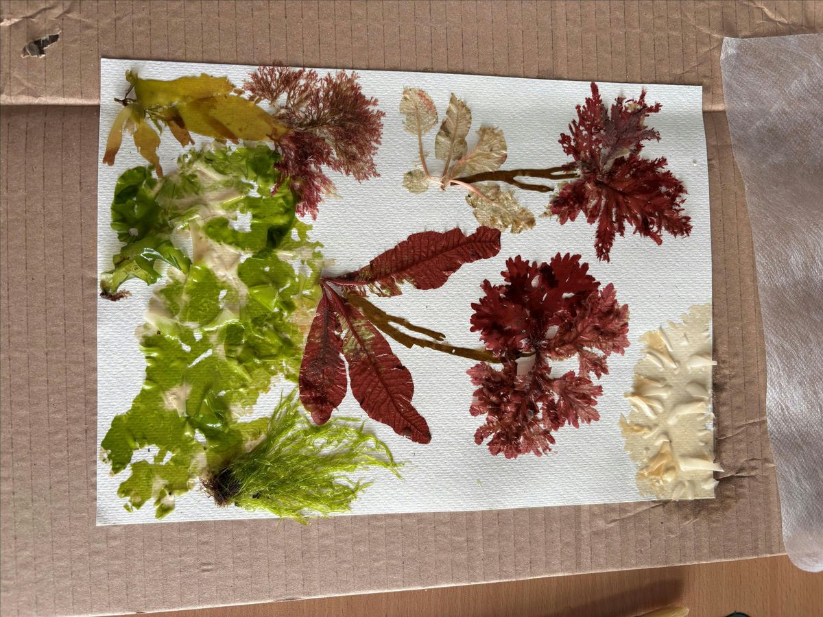 Family Craft Session: Seaweed Pressing at Scottish Seabird Centre ...