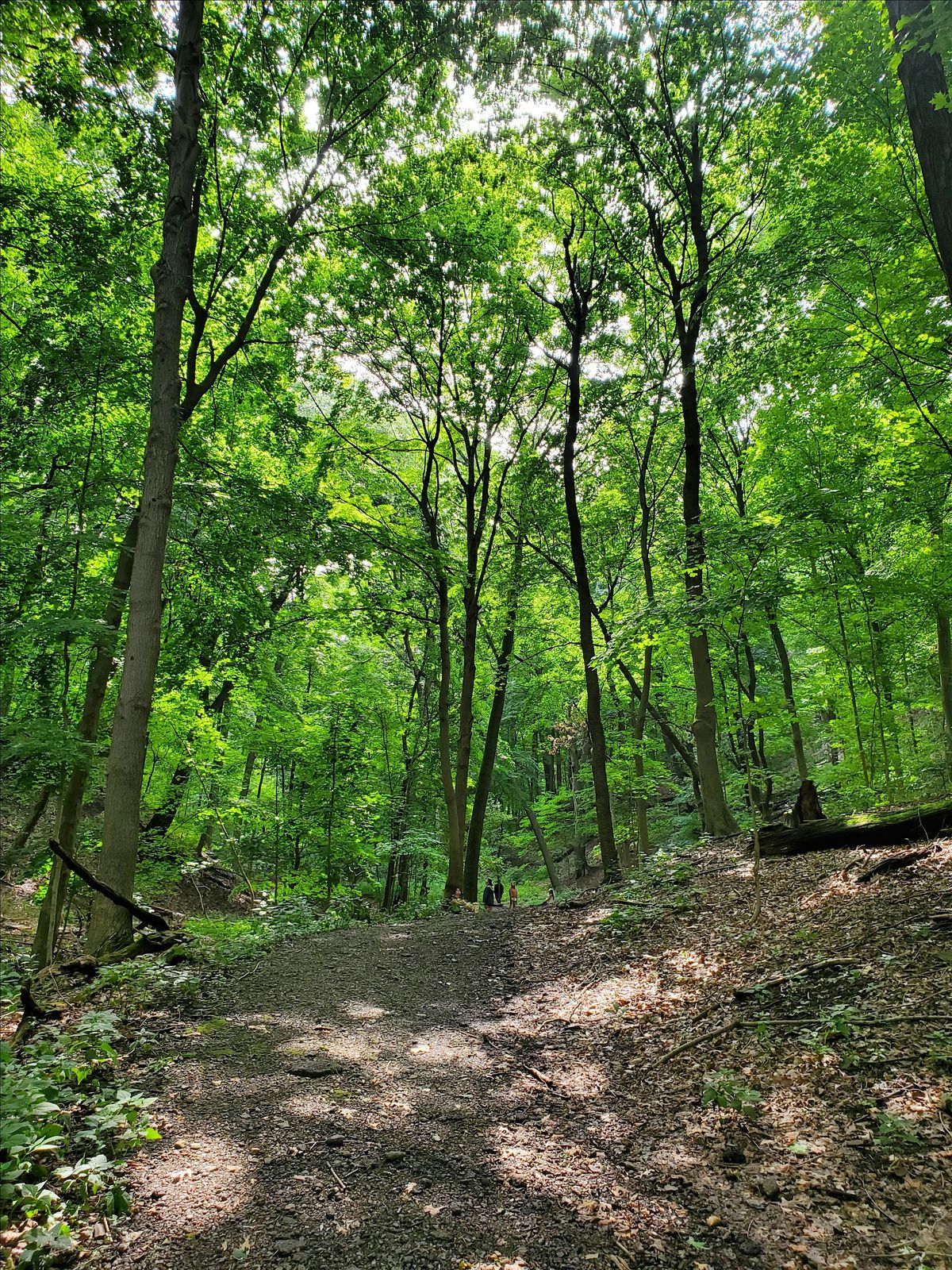 Springtime Forest Bathing at Penn Forest Natural Burial Park | Penn ...