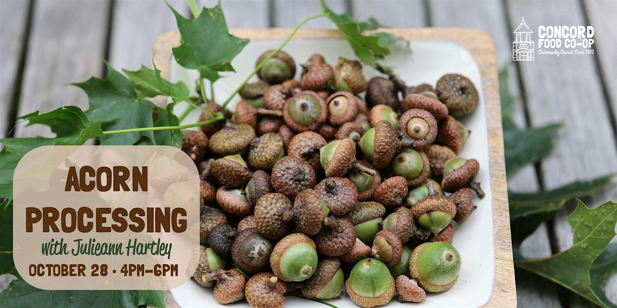 Acorn Processing Workshop at Concord Food Co-op on 28th October, 2025