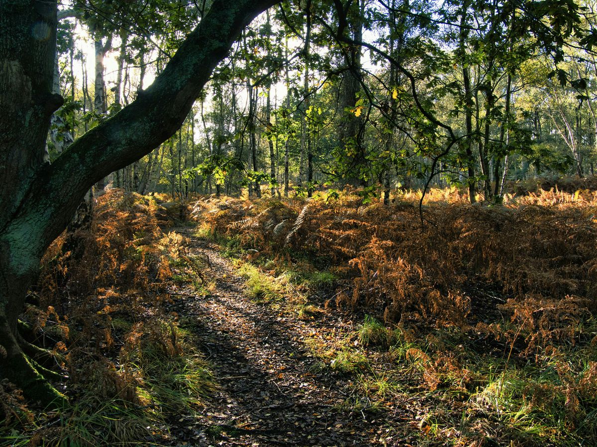 Black Girls Hike: Ruislip and Mad Bess Woods Circular at Northwood ...