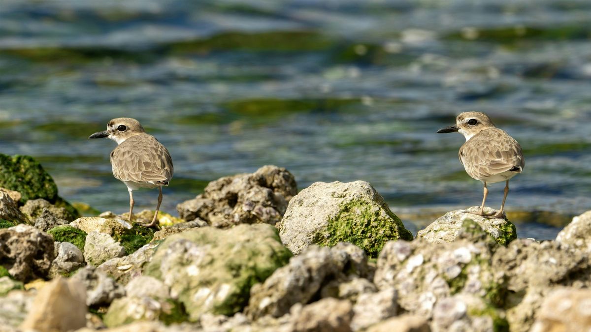 Palm Beach Pelagics Inshore at Harvey E. Oyer Jr. Park, Boynton Beach ...