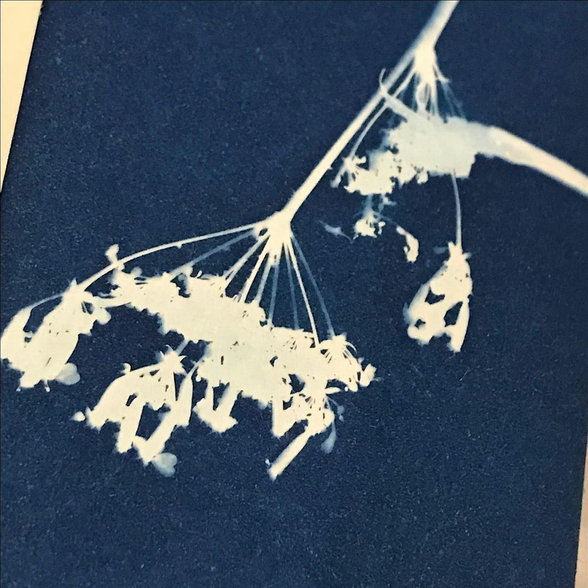 Autumn Leaves Cyanotype Sun-Print Workshop at Fisherton Mill - Gallery ...