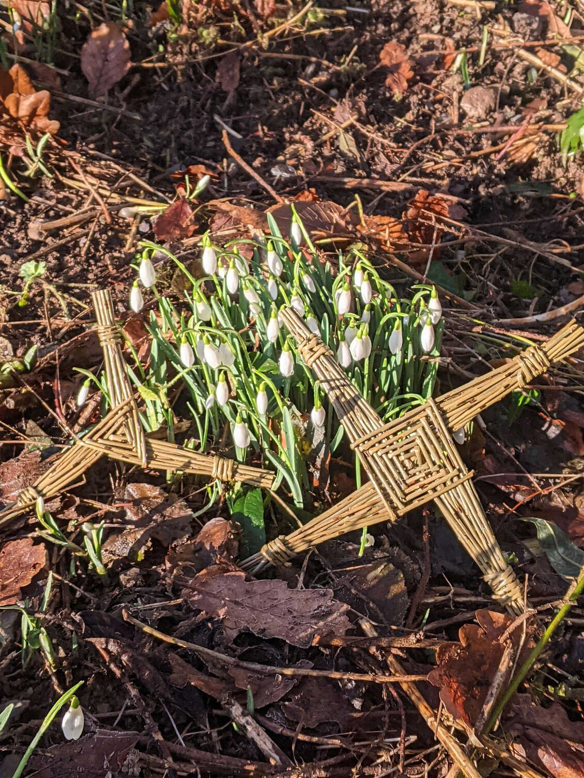 Bridgets cross / Imbolc cross willow weaving and mindfulness walk at ...