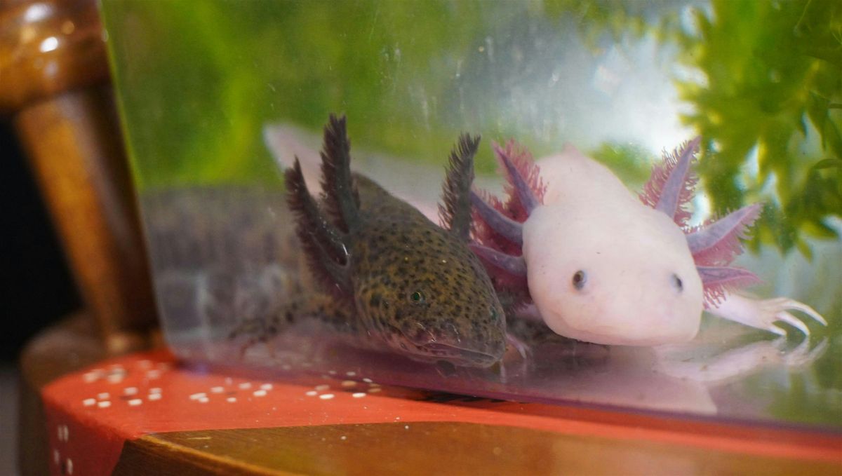 Feed Baby Axolotls & Plant a Terrarium or Teacup Succulents! at Easy ...