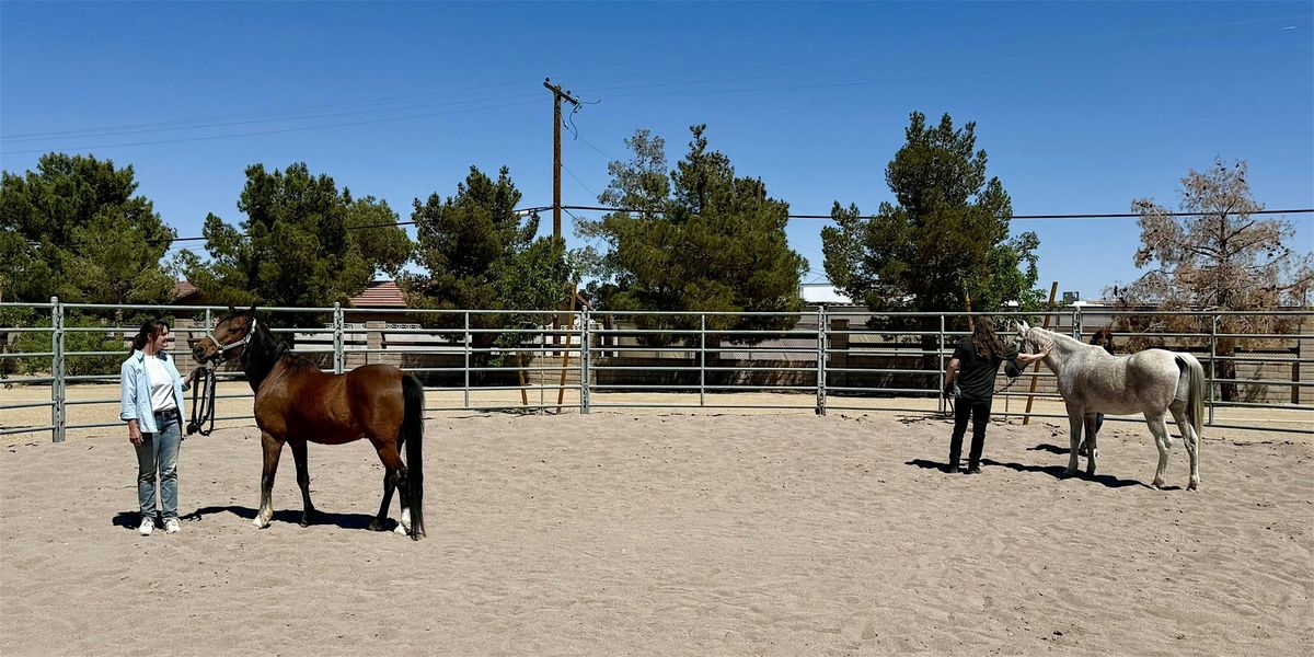 The STABLE Series: Equine Therapy Exercises & Arena EMDR | Western ...