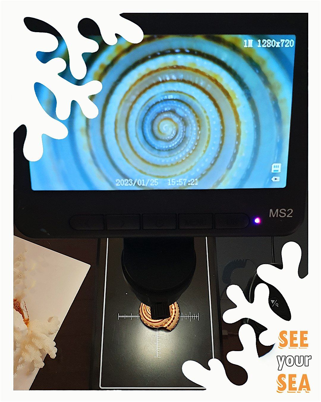 What Can You Sea? at IndigiScapes Centre, Capalaba on 15th January, 2026