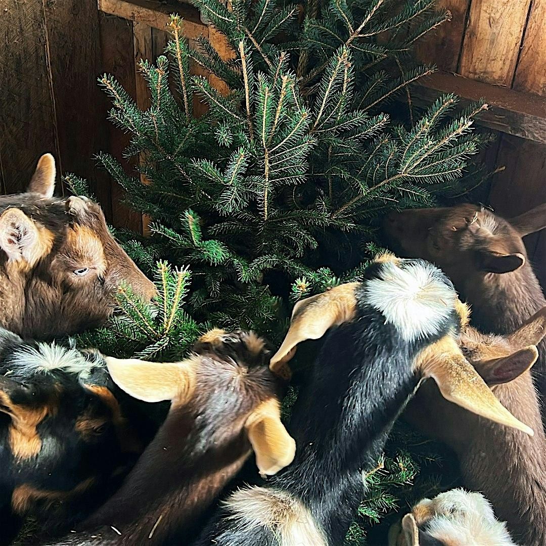 Tree Decorating and Holiday Crafts on the farm...with Goats! at Pause & Pivot Farm, Williamsburg ...