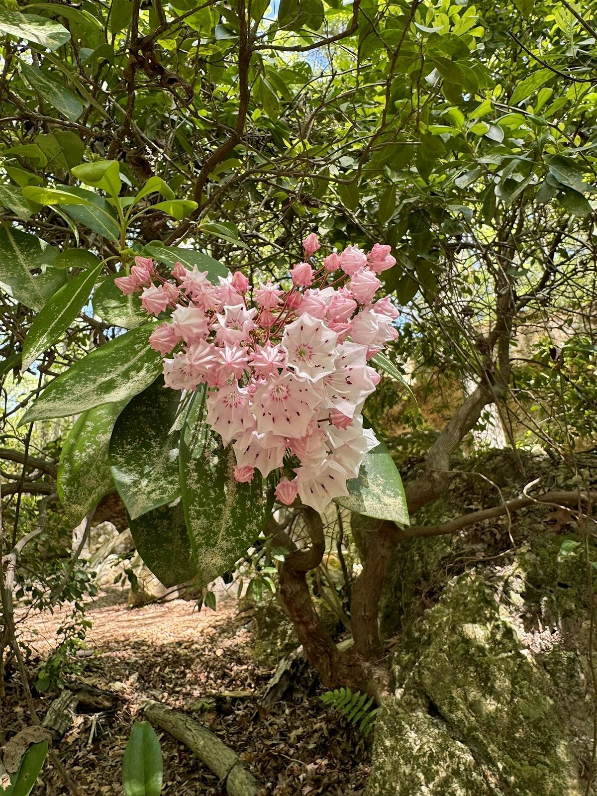 Hikes with a Naturalist - Peachtree Rock Heritage Preserve at Peachtree ...