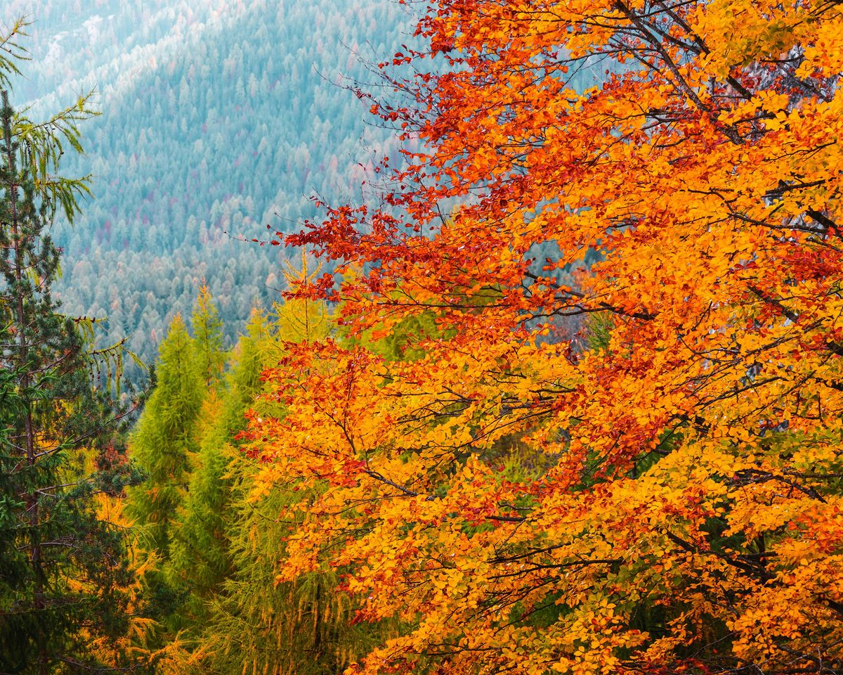 Tiger Fall Festival at Tiger Town Park/Jackie Watts Memorial Park on ...