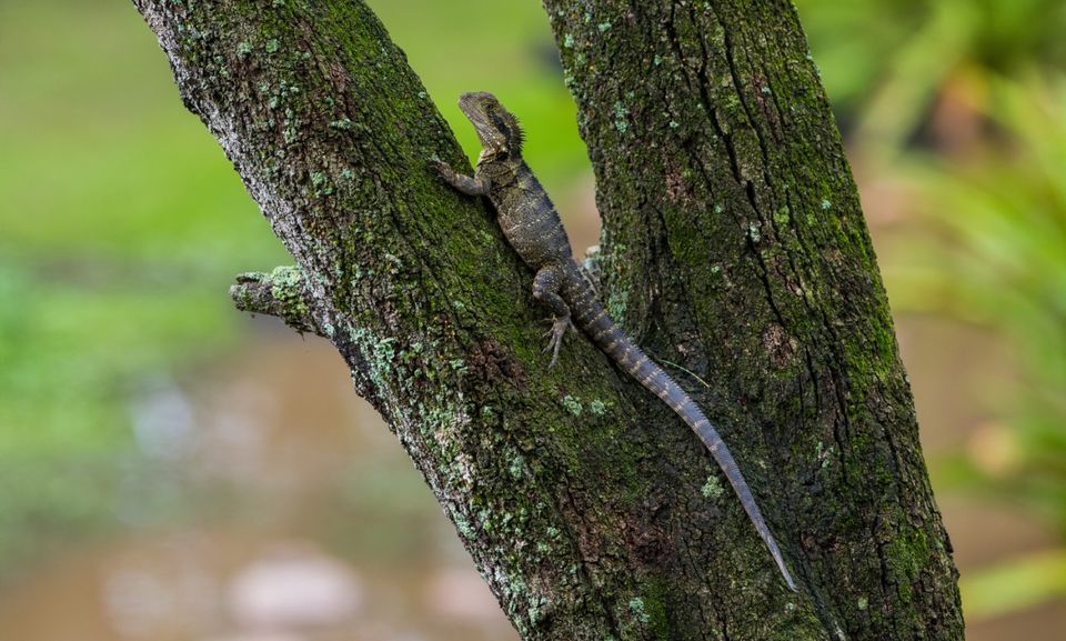 SOLD OUT - FLORA AND FAUNA WALKING PHOTOGRAPHY TOUR at Suncorp Piazza ...