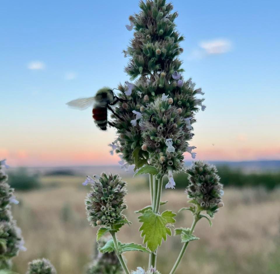 Food School - “The Pollinators” movie screening and Pollinator Market ...