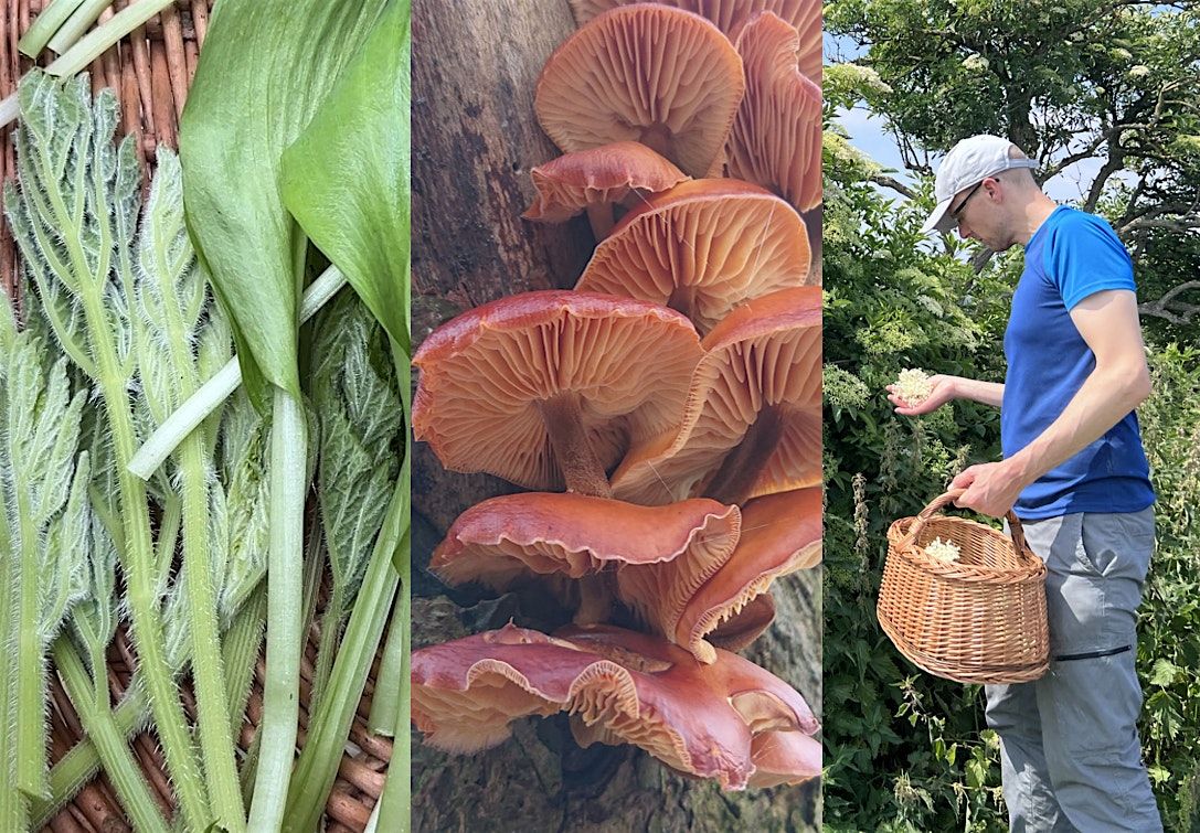 Foraging Course, Northallerton at Avenue Farm, Northallerton on 28th ...