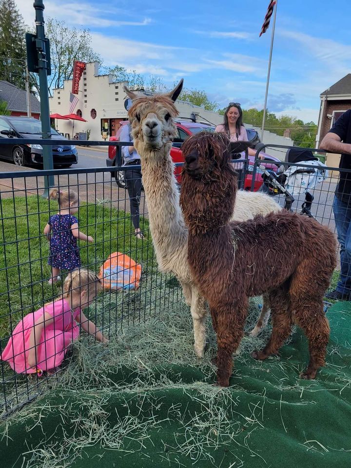 Alpacas at Mars Hill First Friday | Mars Hill First Fridays | October 6 ...