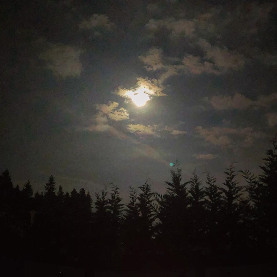 Full Moon Guided Forest Bathing Walk at TreeSong Nature Awareness and ...