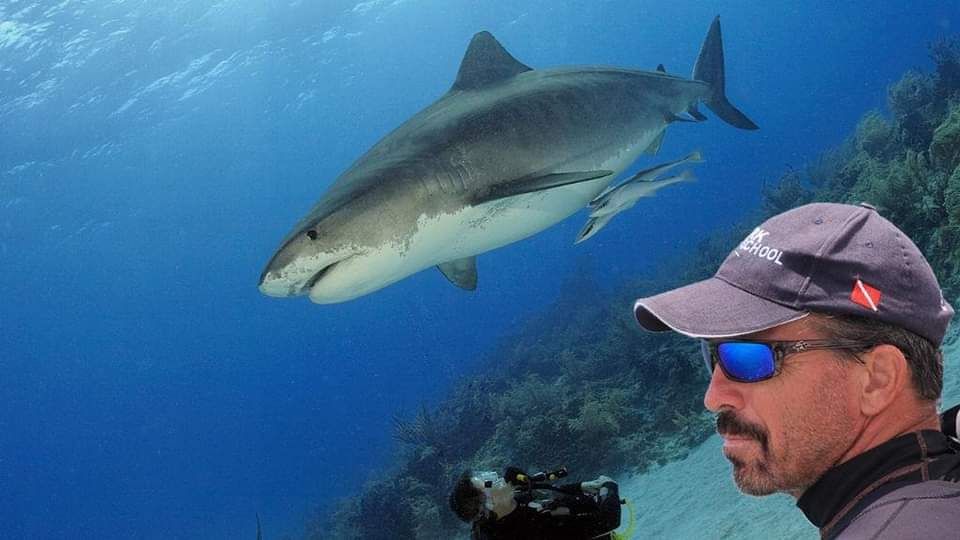 Einzigartige Haibegegnungen durch korrekte Interaktion – in Memory of ...