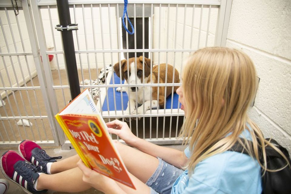 Reading Fur Fun - Winter Workshop | Arizona Humane Society, Phoenix, AZ ...