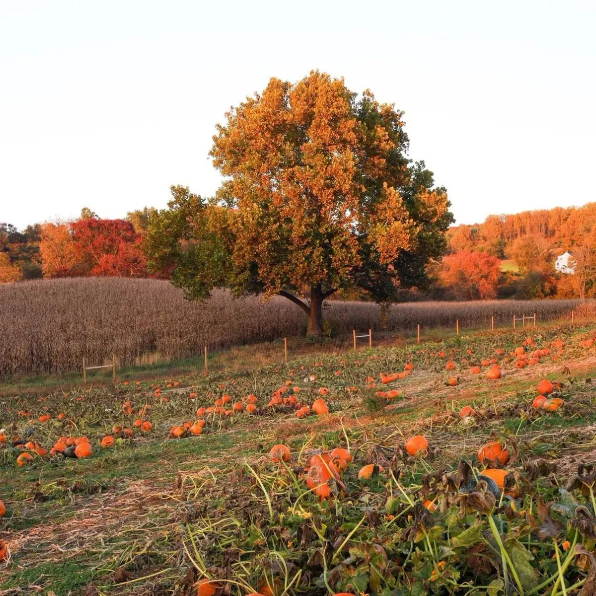 Bonfire and Fall Fun at Ramseys Farm! ? ? ? ? (ticket required) at ...